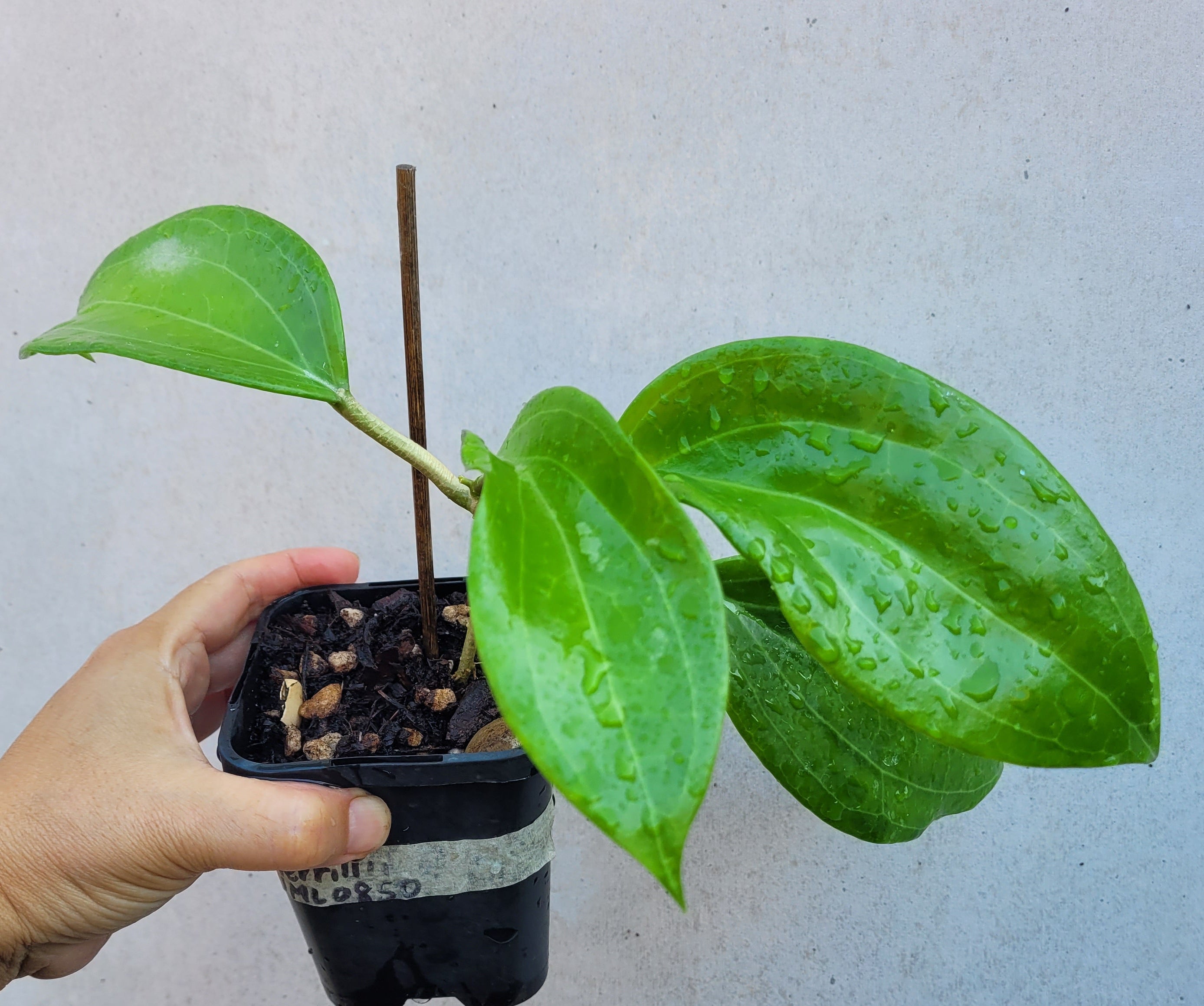Hoya merrillii Philippines IML0850 – iKenPlant